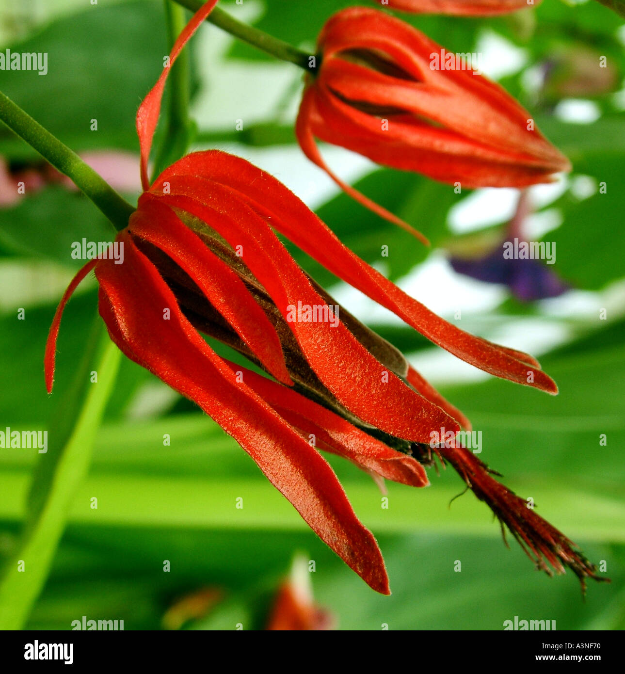 red red red Stock Photo - Alamy