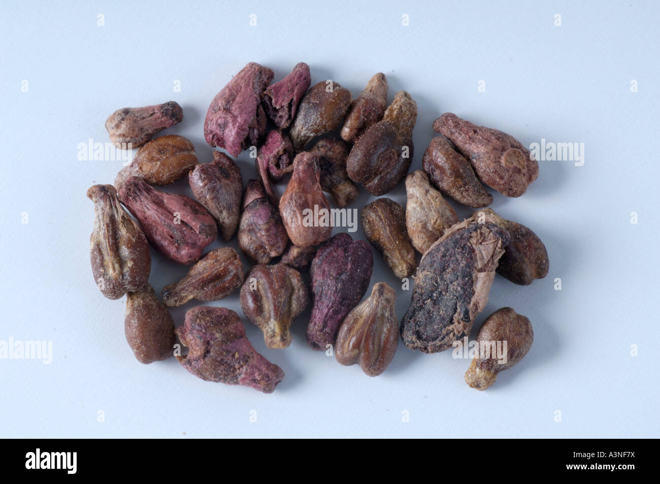 Common Grape Seed Stock Photo - Alamy