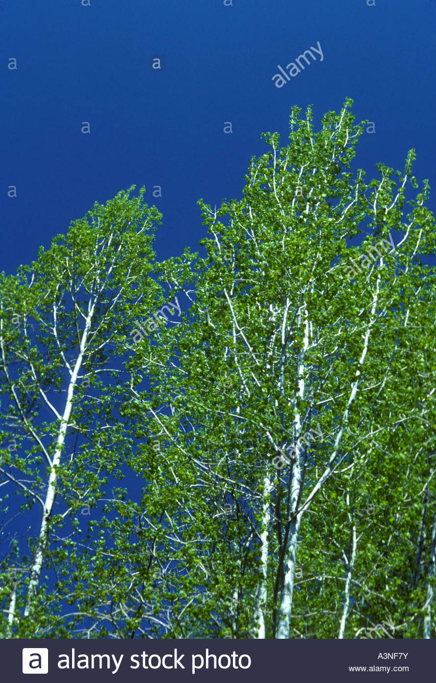 Populus Grandidentata High Resolution Stock Photography and Images - Alamy