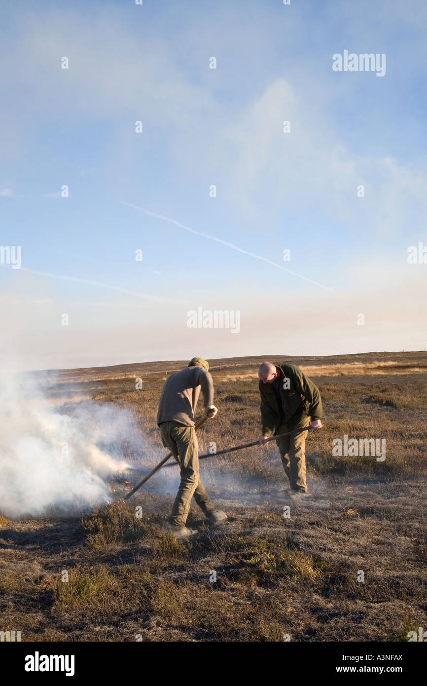 Controlled heather burning on moorland, April husbandry of the Grouse ...