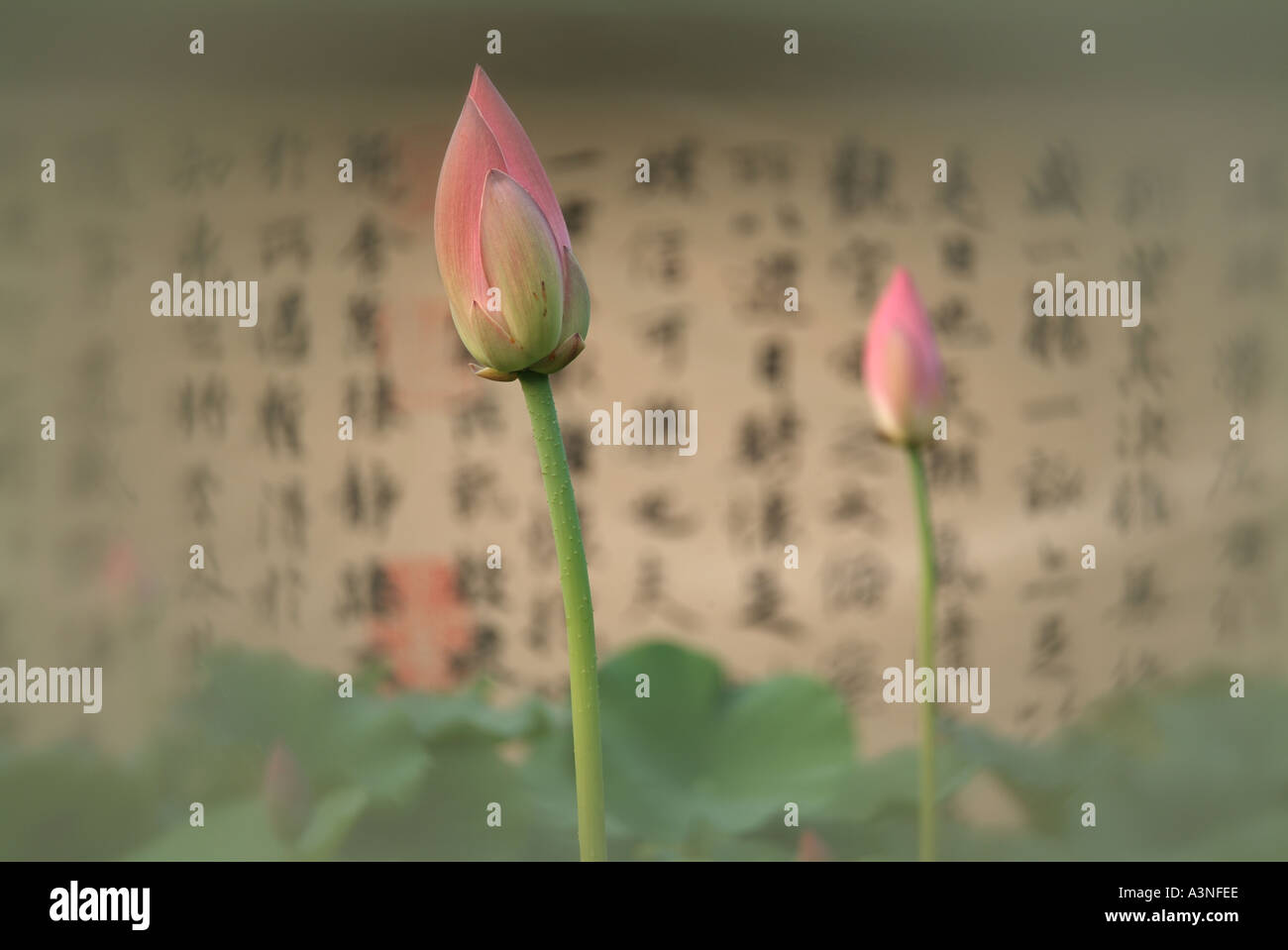Lotus flower calligraphy hi-res stock photography and images - Alamy