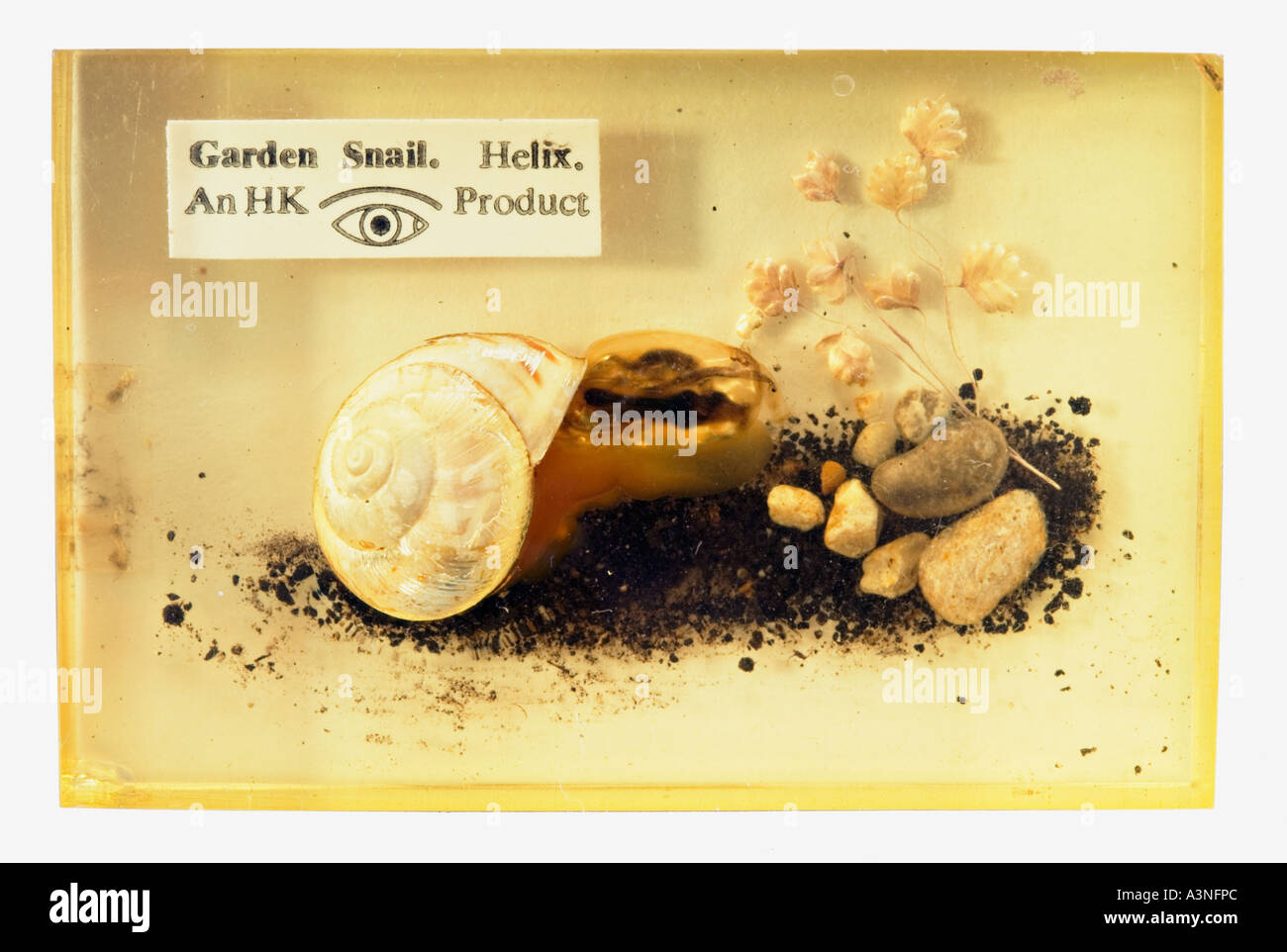 Garden snail Helix sp specimen preserved in plastic resin Stock Photo ...