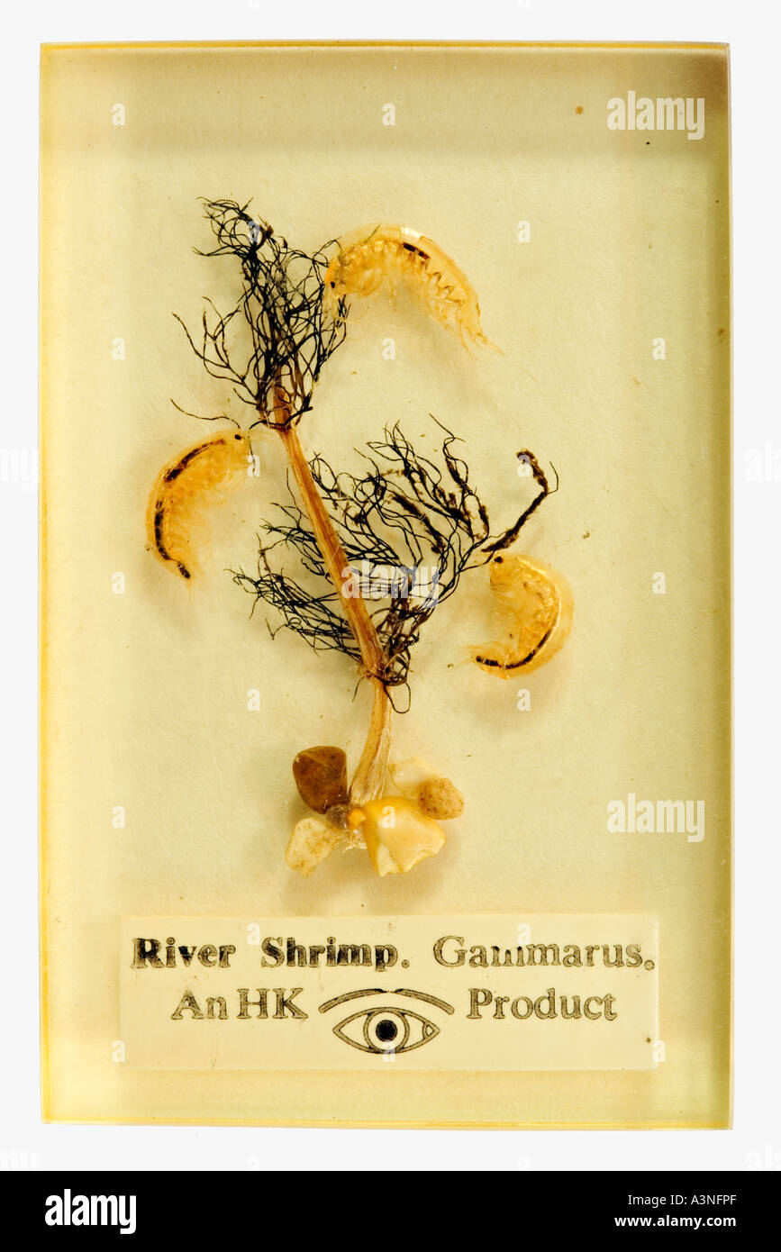 Gammarus Shrimp High Resolution Stock Photography and Images - Alamy