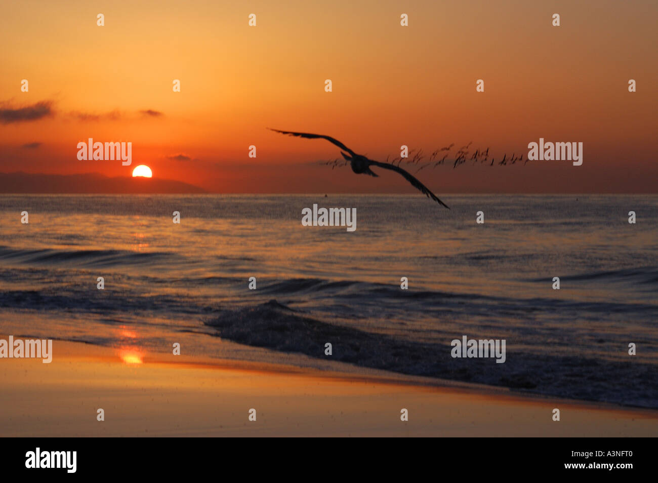 Barbara seagull hi-res stock photography and images - Alamy