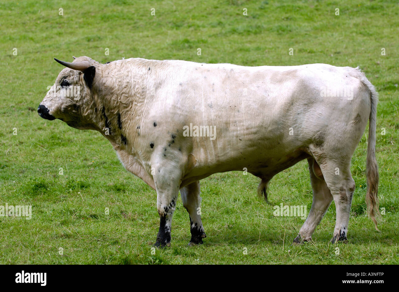 White Park Cattle Stock Photo - Alamy