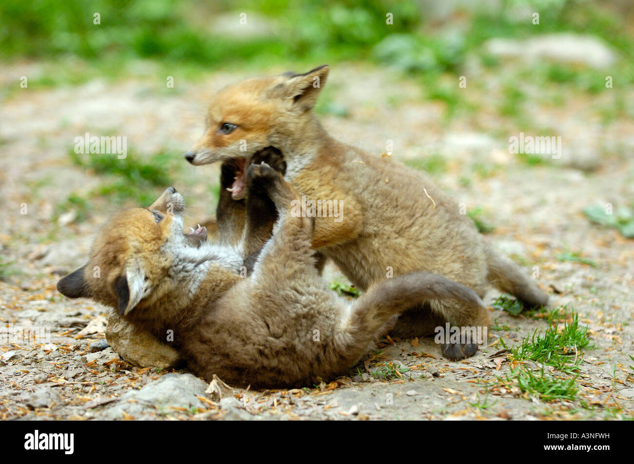 Red Fox Stock Photo - Alamy