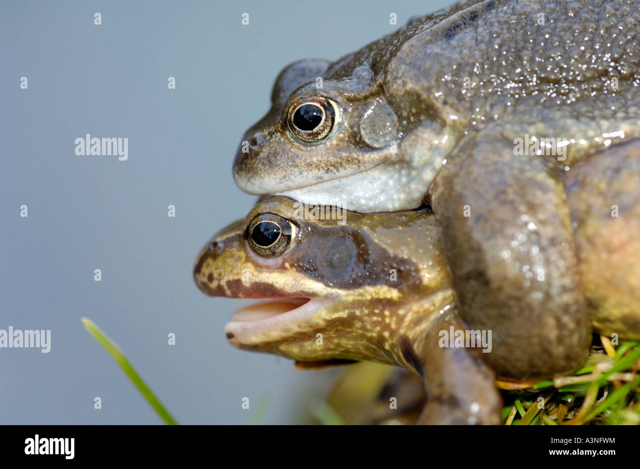 Common European Frog Stock Photo - Alamy