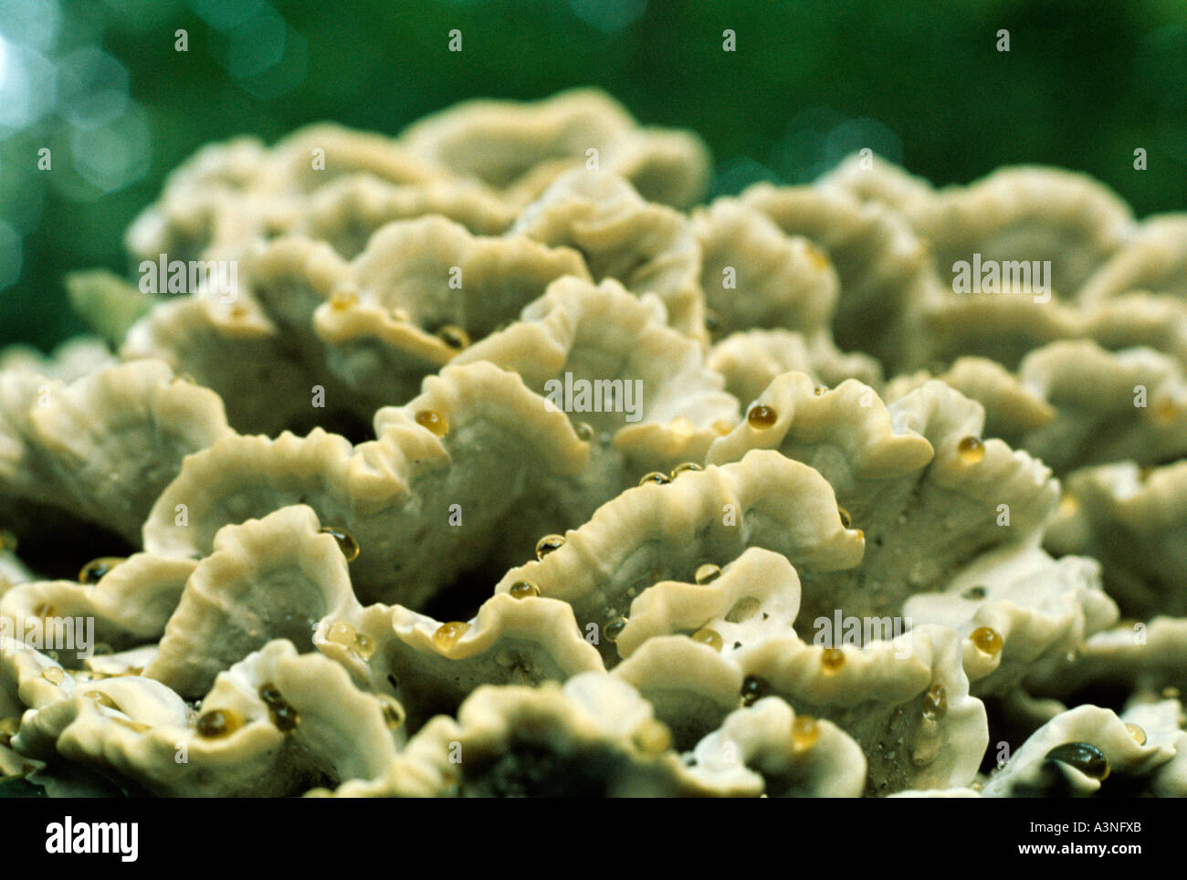 Sappy hi-res stock photography and images - Alamy