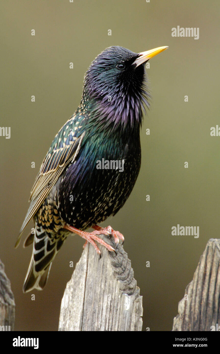Europa common starling hi-res stock photography and images - Alamy