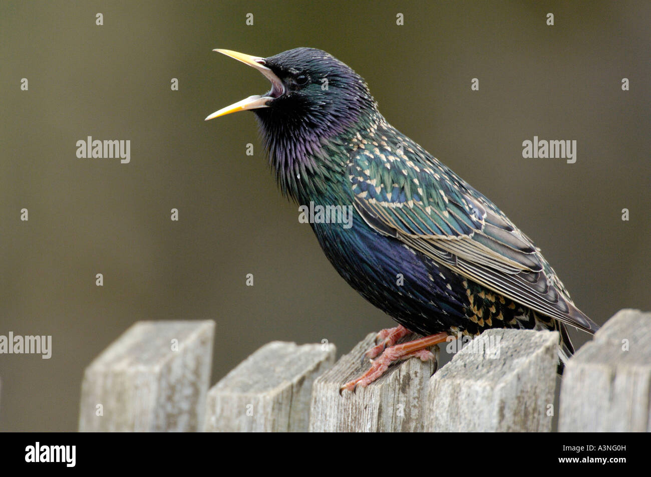 Common Starling Stock Photo - Alamy