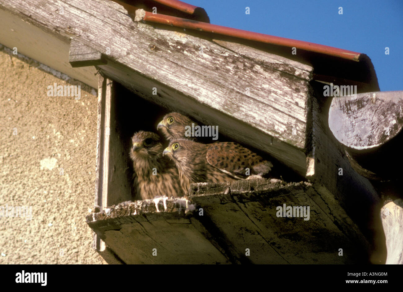Kestrels in nesting box hi-res stock photography and images - Alamy