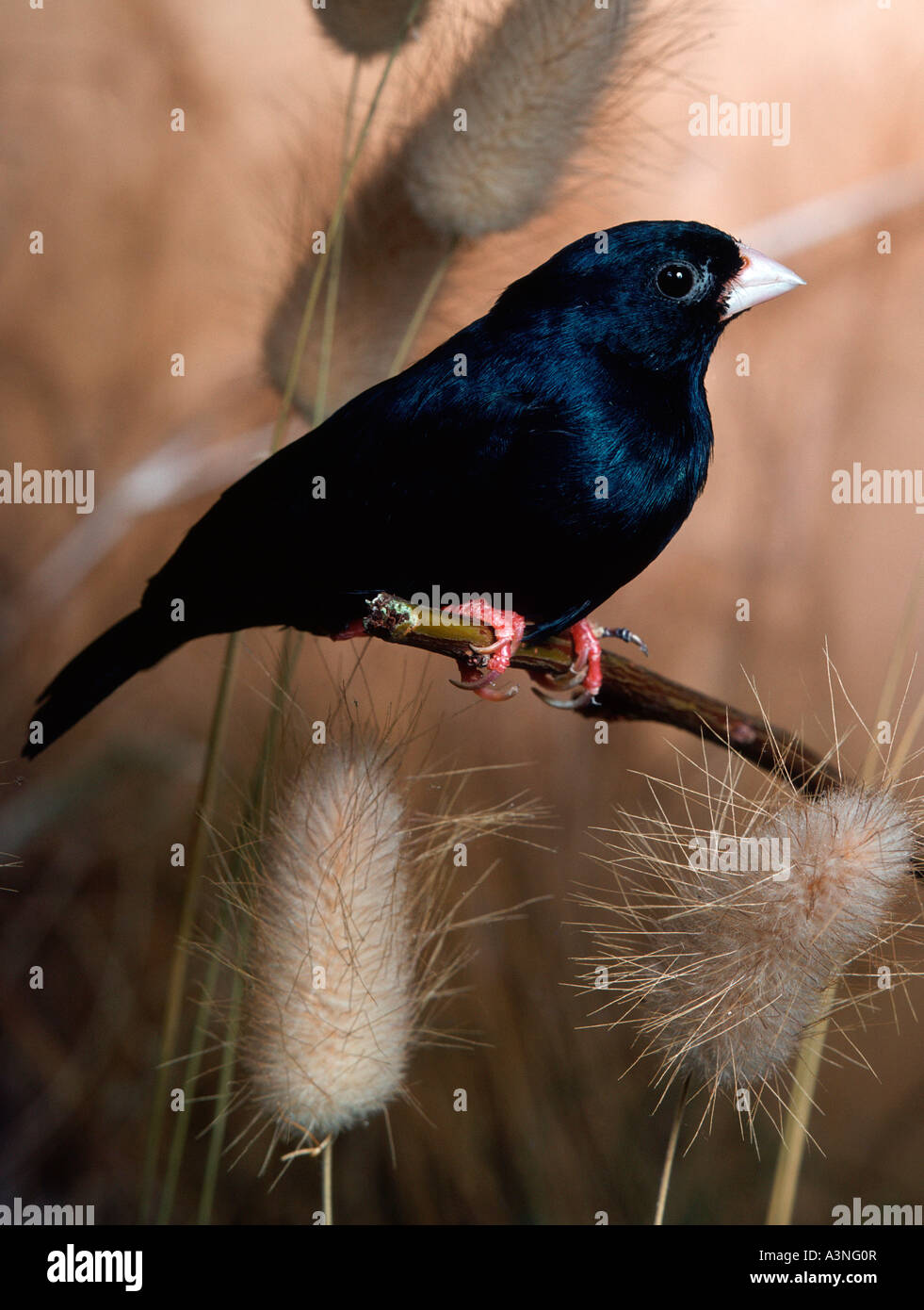 Village Indigobird Stock Photo - Alamy