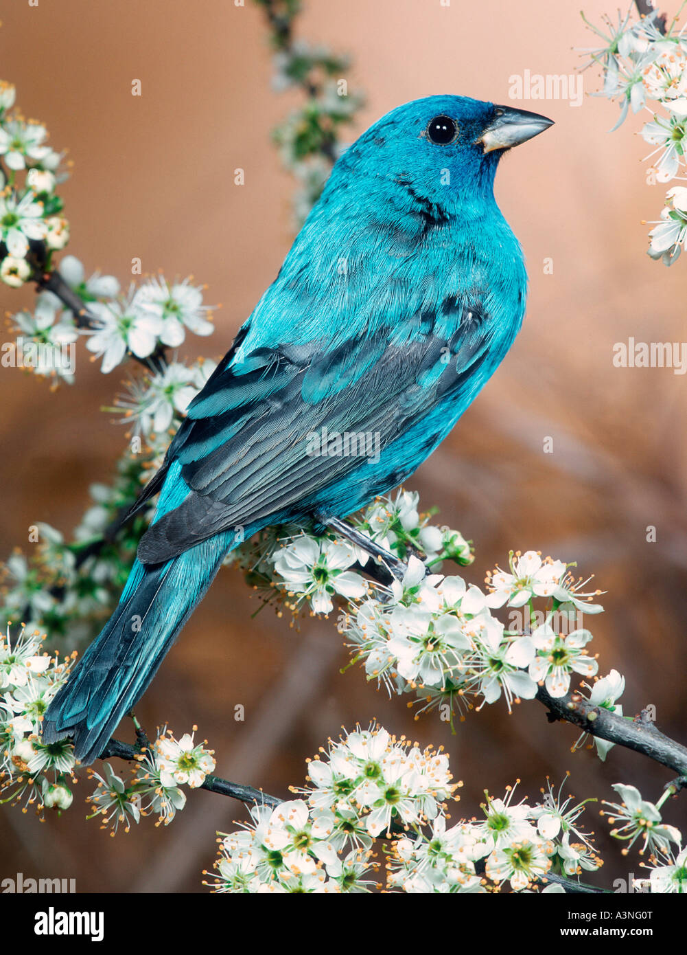 Indigo Bunting Stock Photo - Alamy