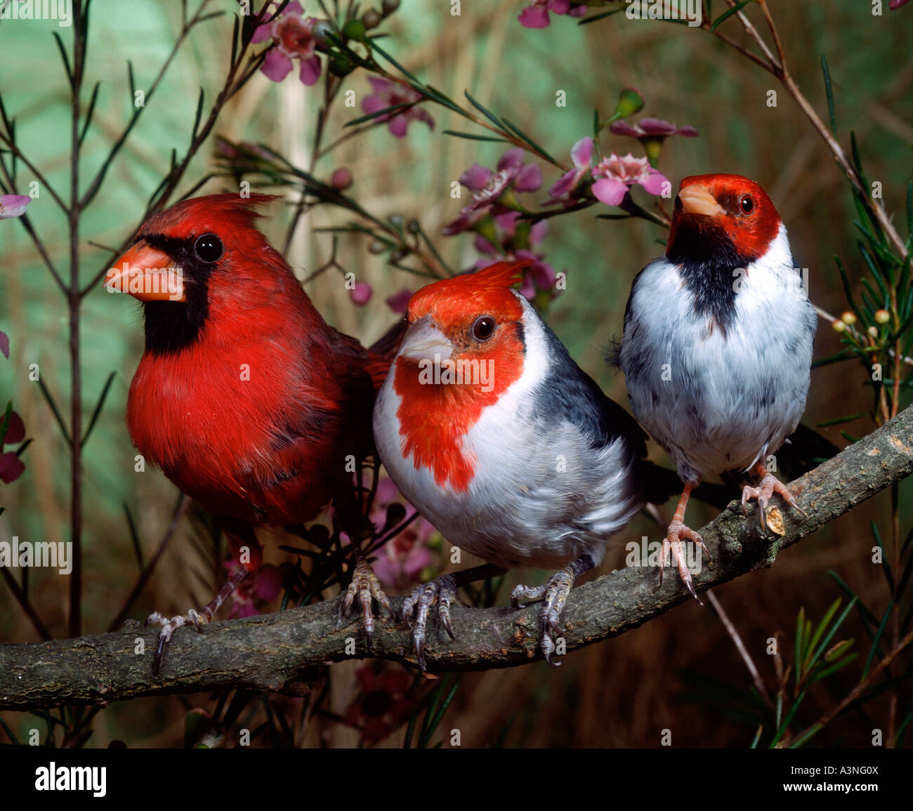 Group of cardinals hi-res stock photography and images - Alamy