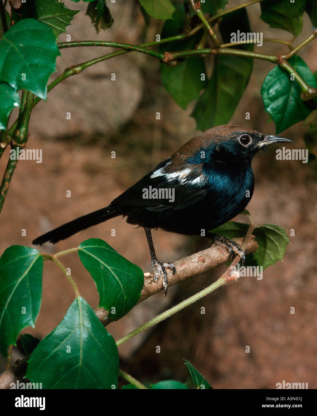 Indian Robin Stock Photo - Alamy