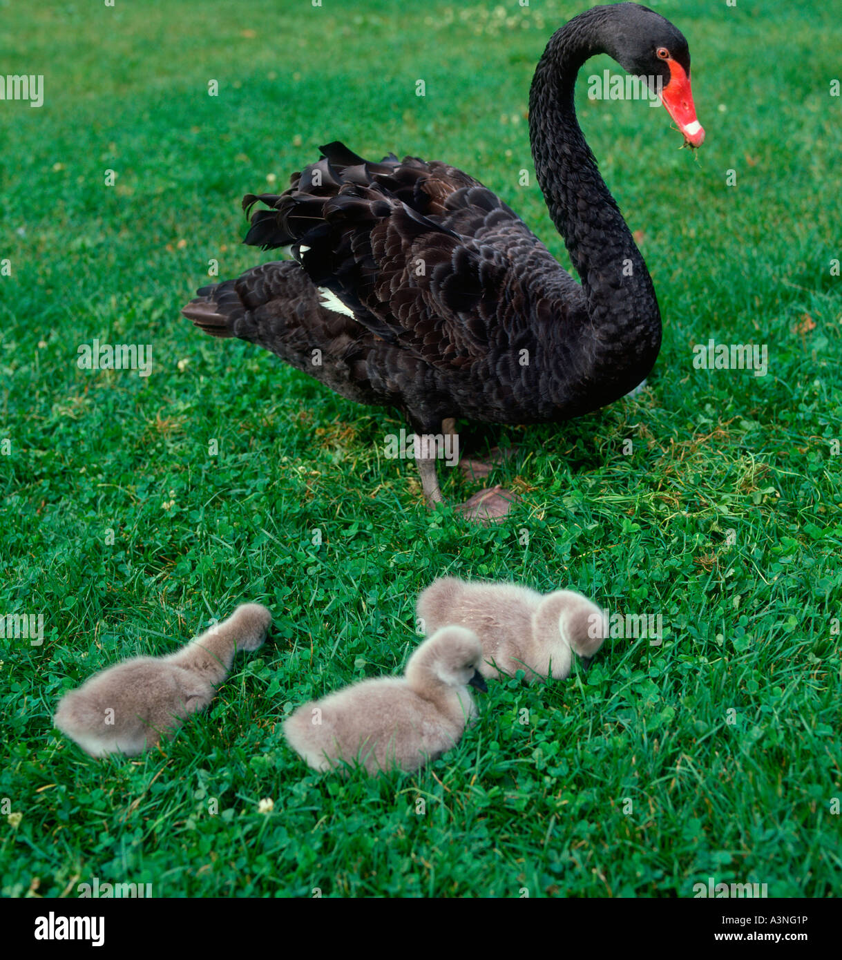 Four swan hi-res stock photography and images - Alamy