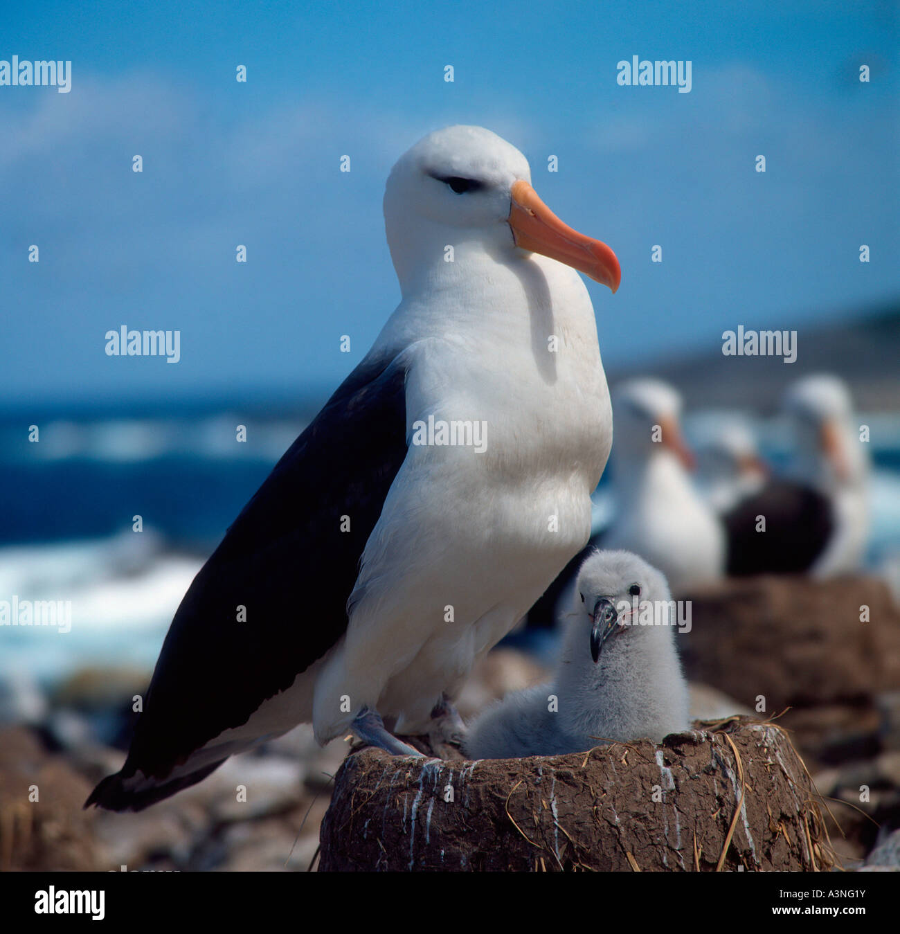 Female albatross chick hi-res stock photography and images - Alamy