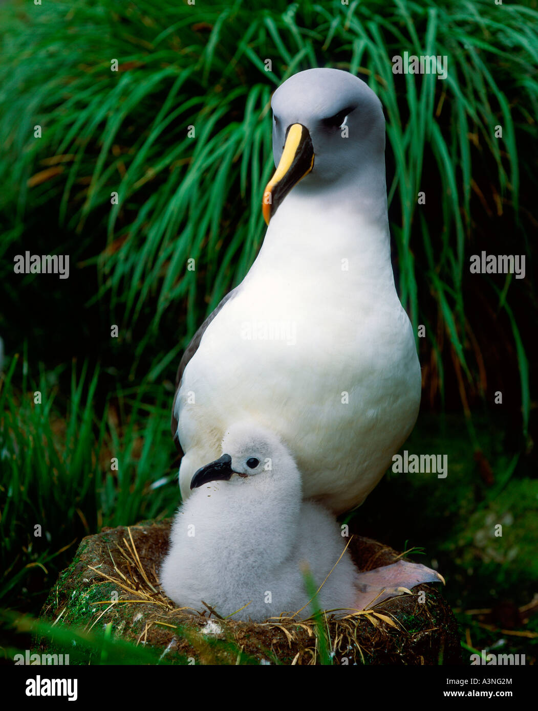 Grey-headed Albatross Stock Photo - Alamy