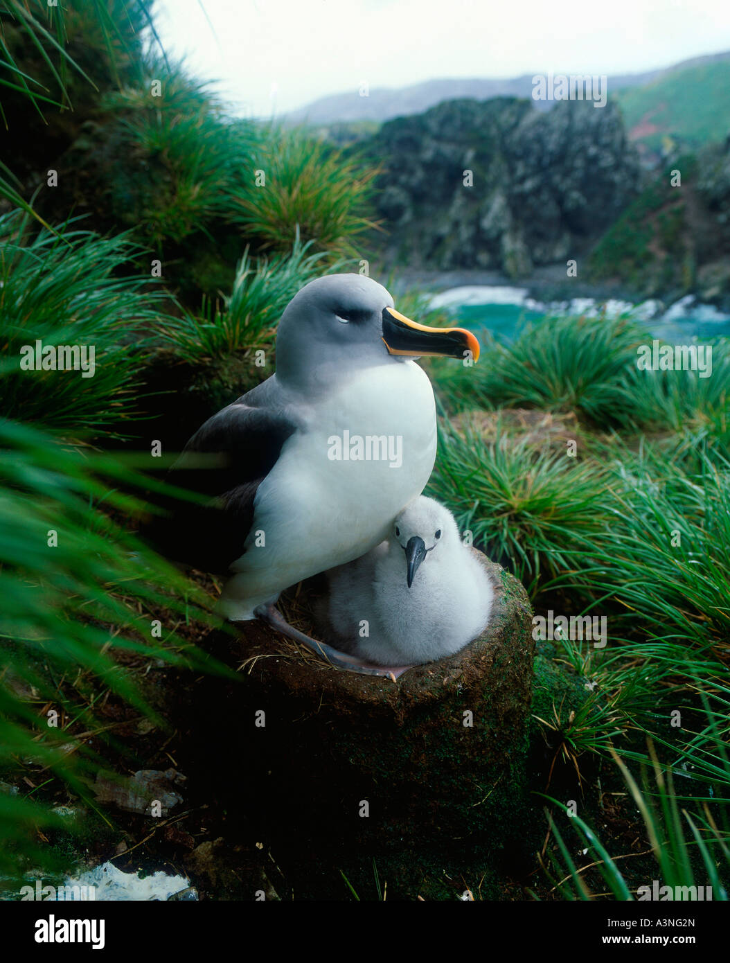 Grey-headed Albatross Stock Photo - Alamy