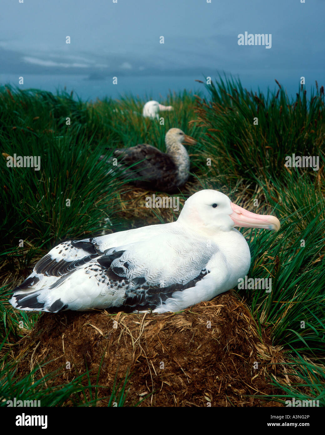 Albatros hi-res stock photography and images - Alamy