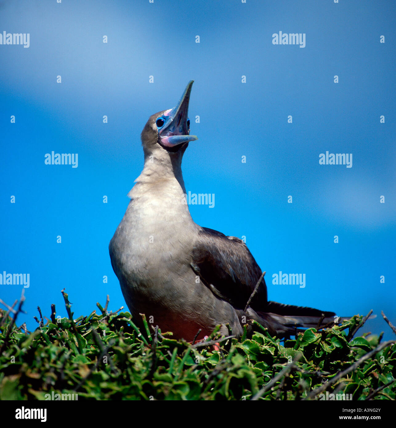 Red-footed Booby Stock Photo - Alamy