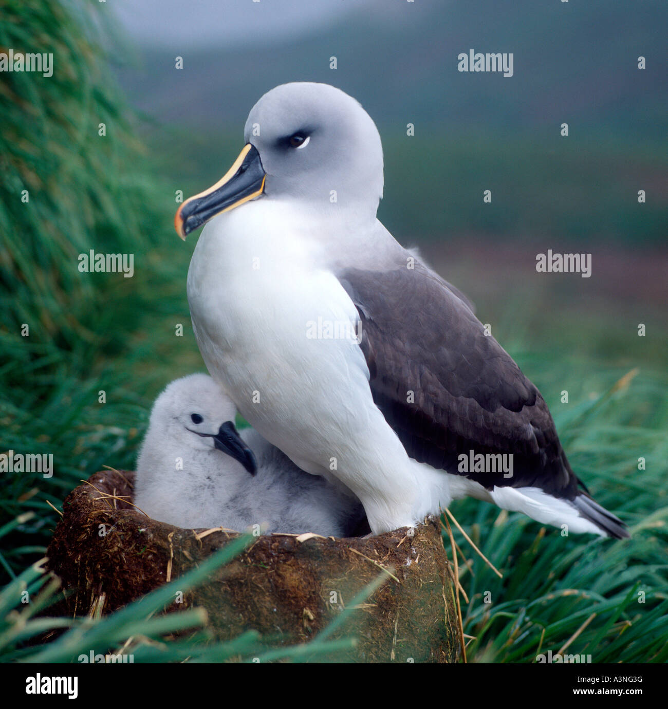 Grey headed albatross hi-res stock photography and images - Alamy