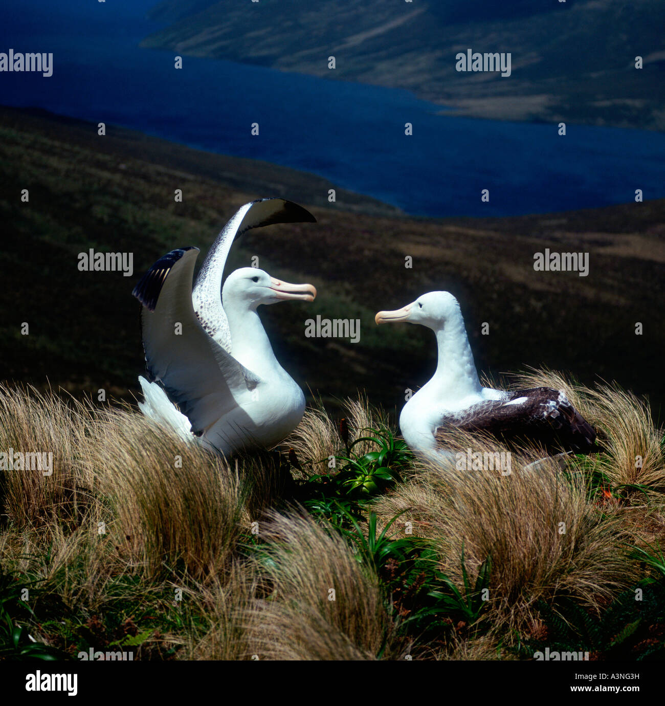 Royal Albatross Stock Photo - Alamy