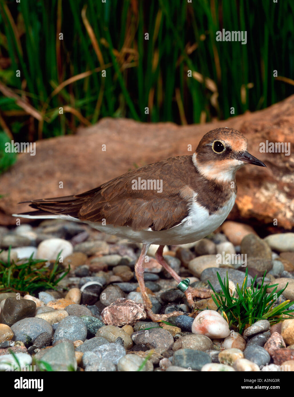 Ringed Plover Stock Photo - Alamy