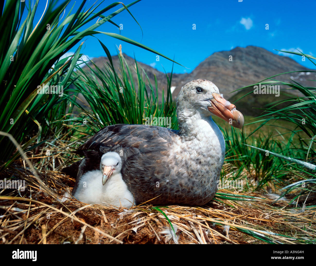 Southern Giant Petrel / Southern Giant Fulmar Stock Photo - Alamy