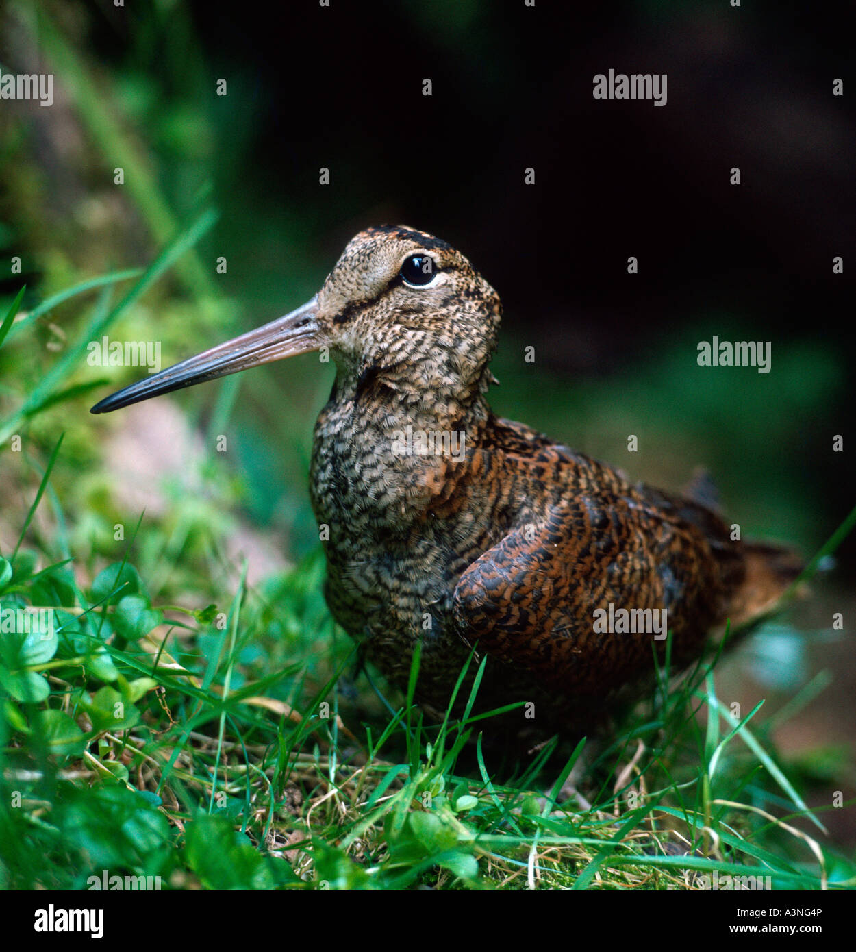 Eurasian Woodcock Stock Photo - Alamy
