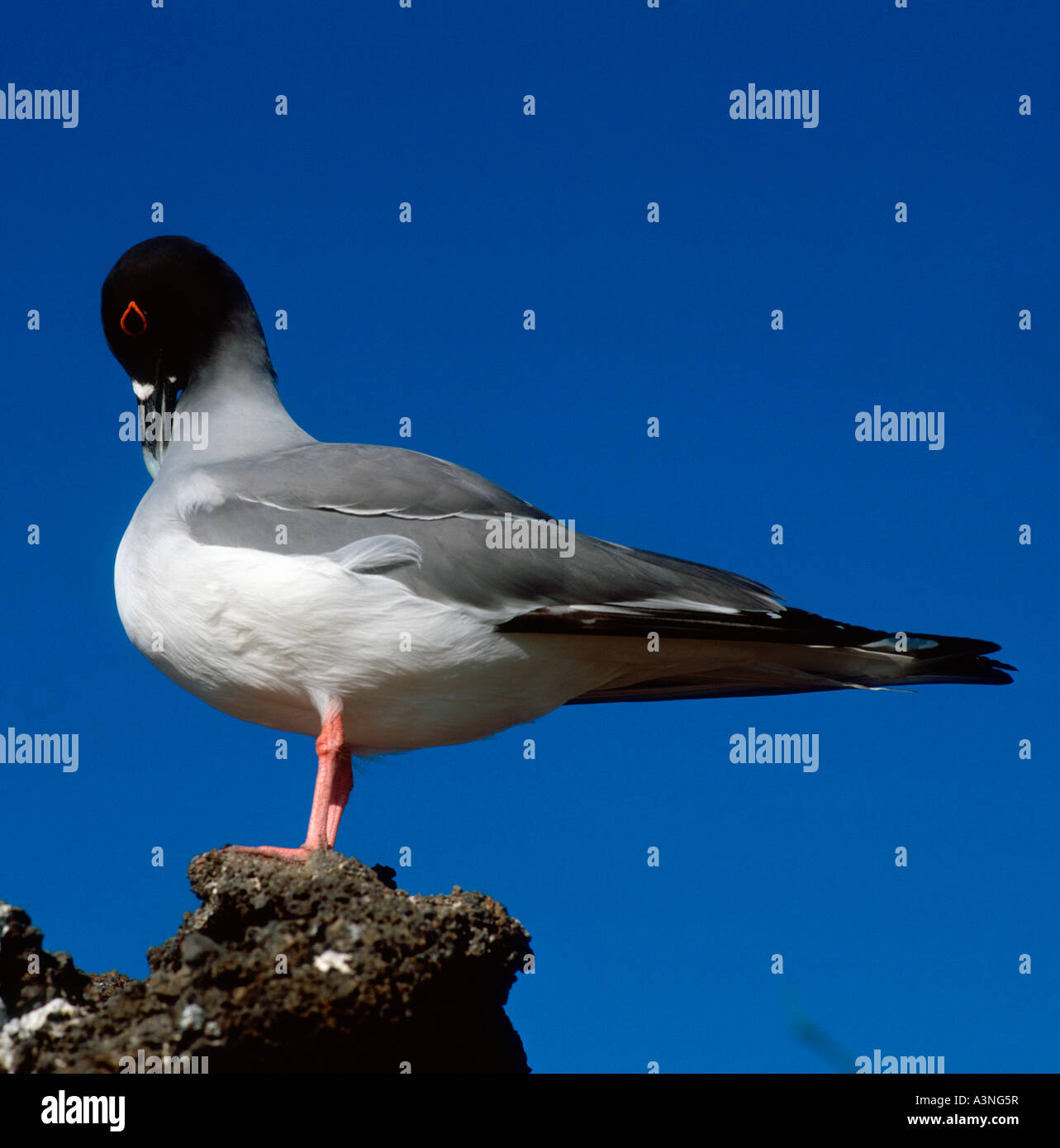 Swallow-tailed Gull Stock Photo - Alamy