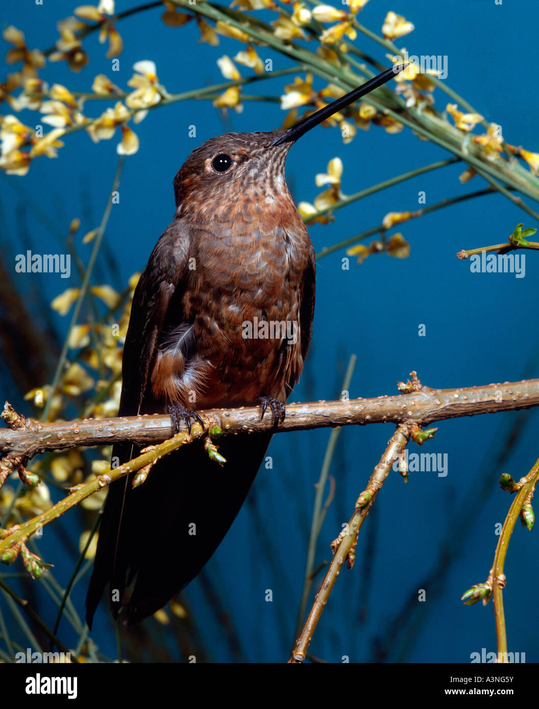 Giant Hummingbird Stock Photo - Alamy