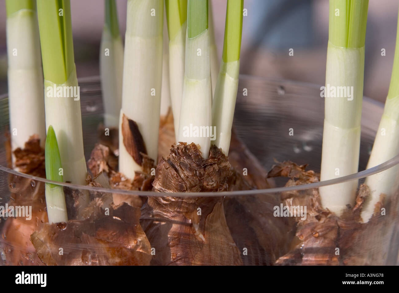 Forced narcissus hi-res stock photography and images - Alamy