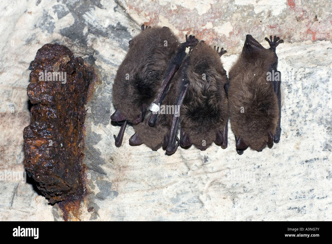 Daubenton's Bat Stock Photo - Alamy