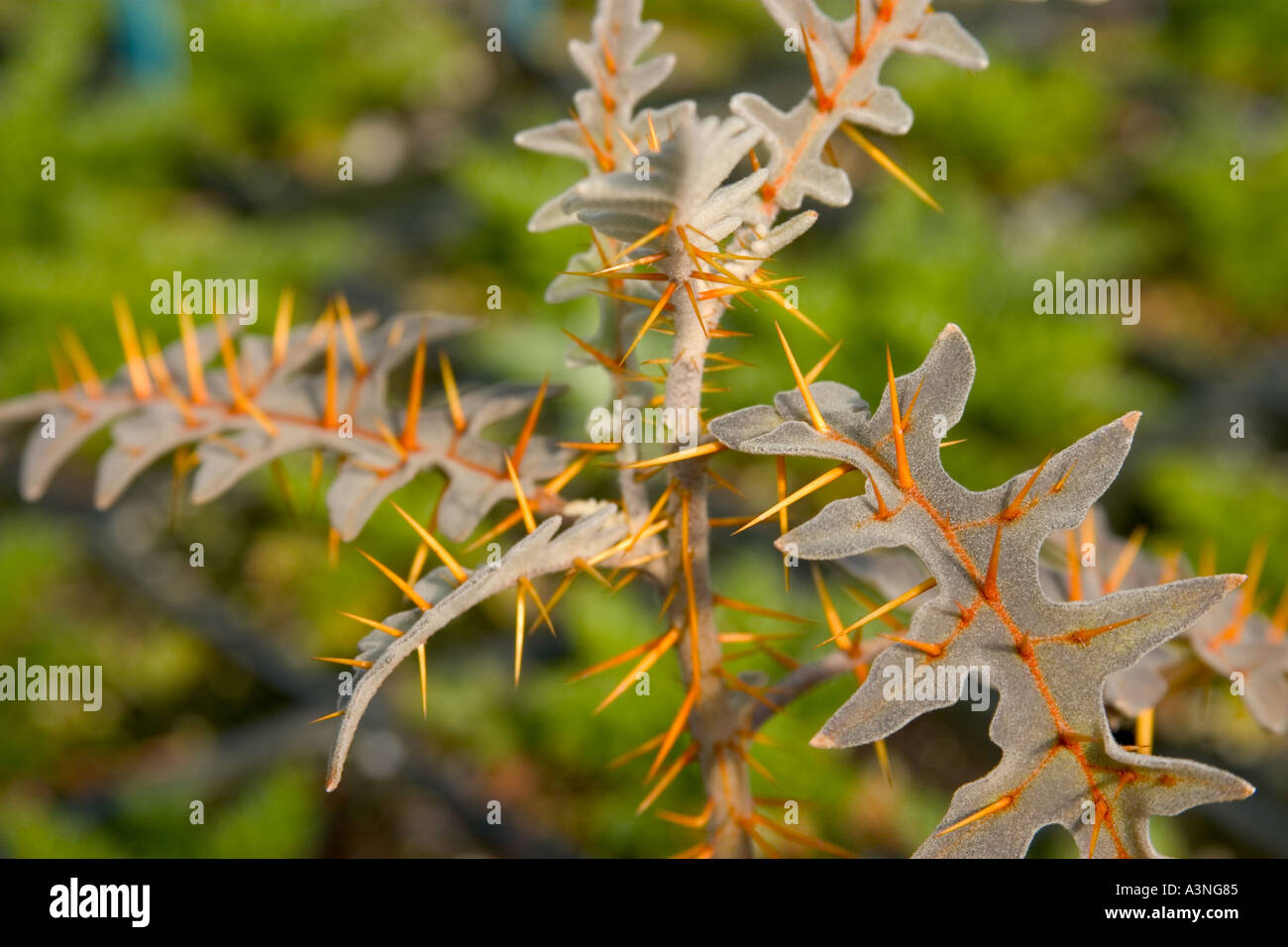 Solanum pyracanthum hi-res stock photography and images - Alamy