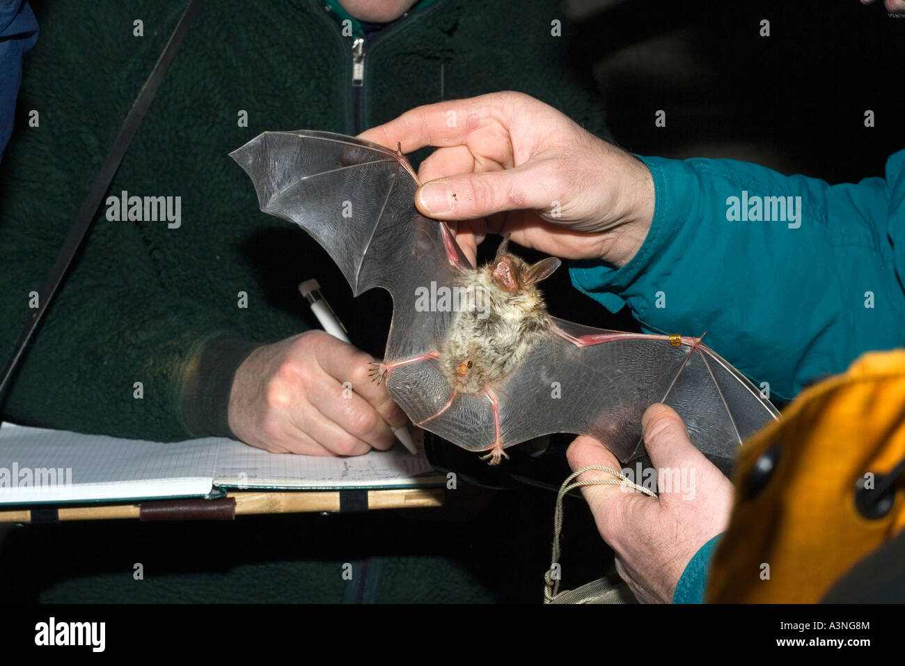 Greater Mouse-eared Bat Stock Photo - Alamy
