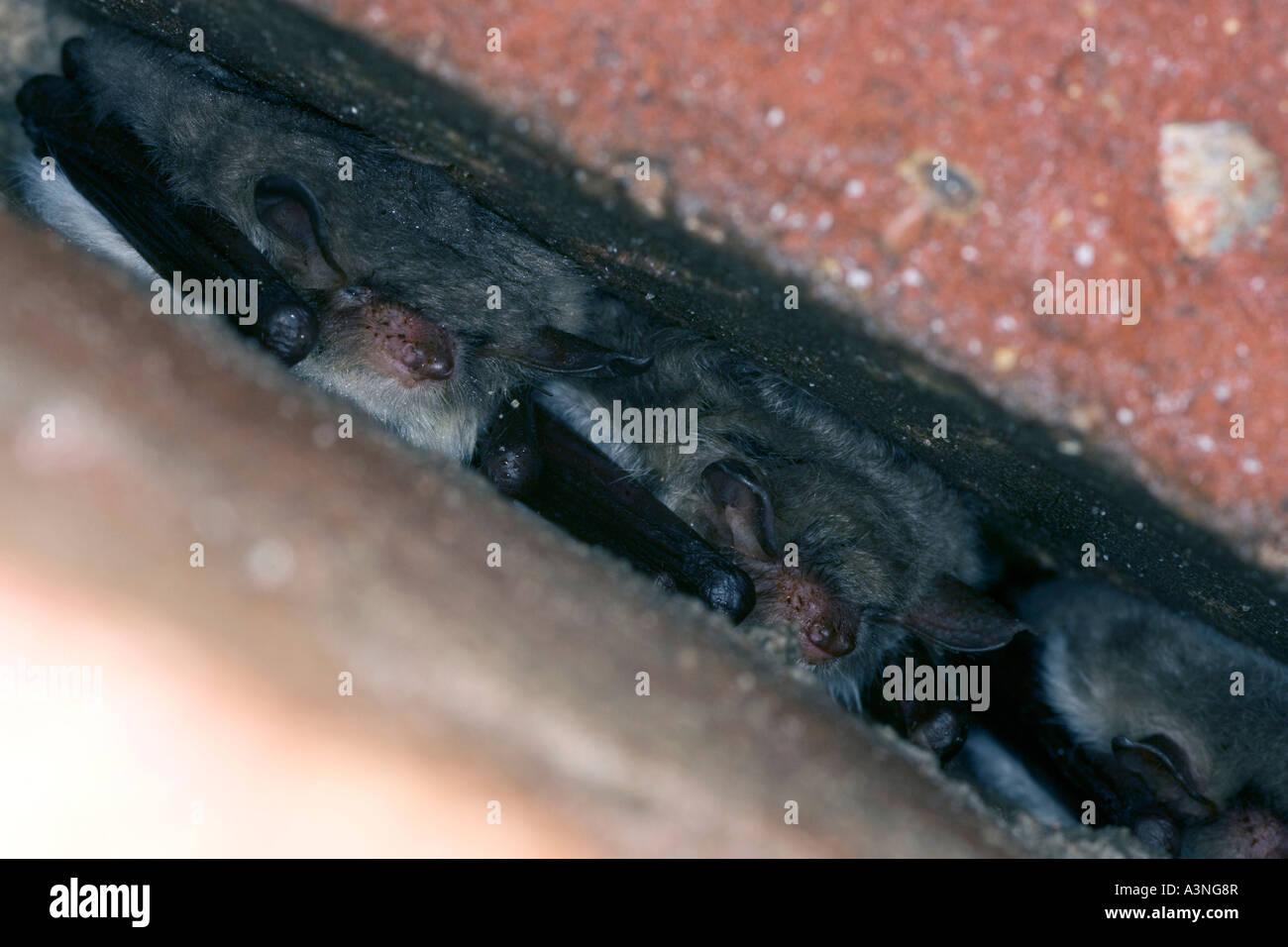 Natterer's Bat Stock Photo - Alamy