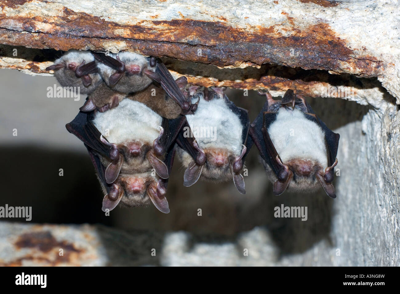 Greater Mouse-eared Bat Stock Photo - Alamy