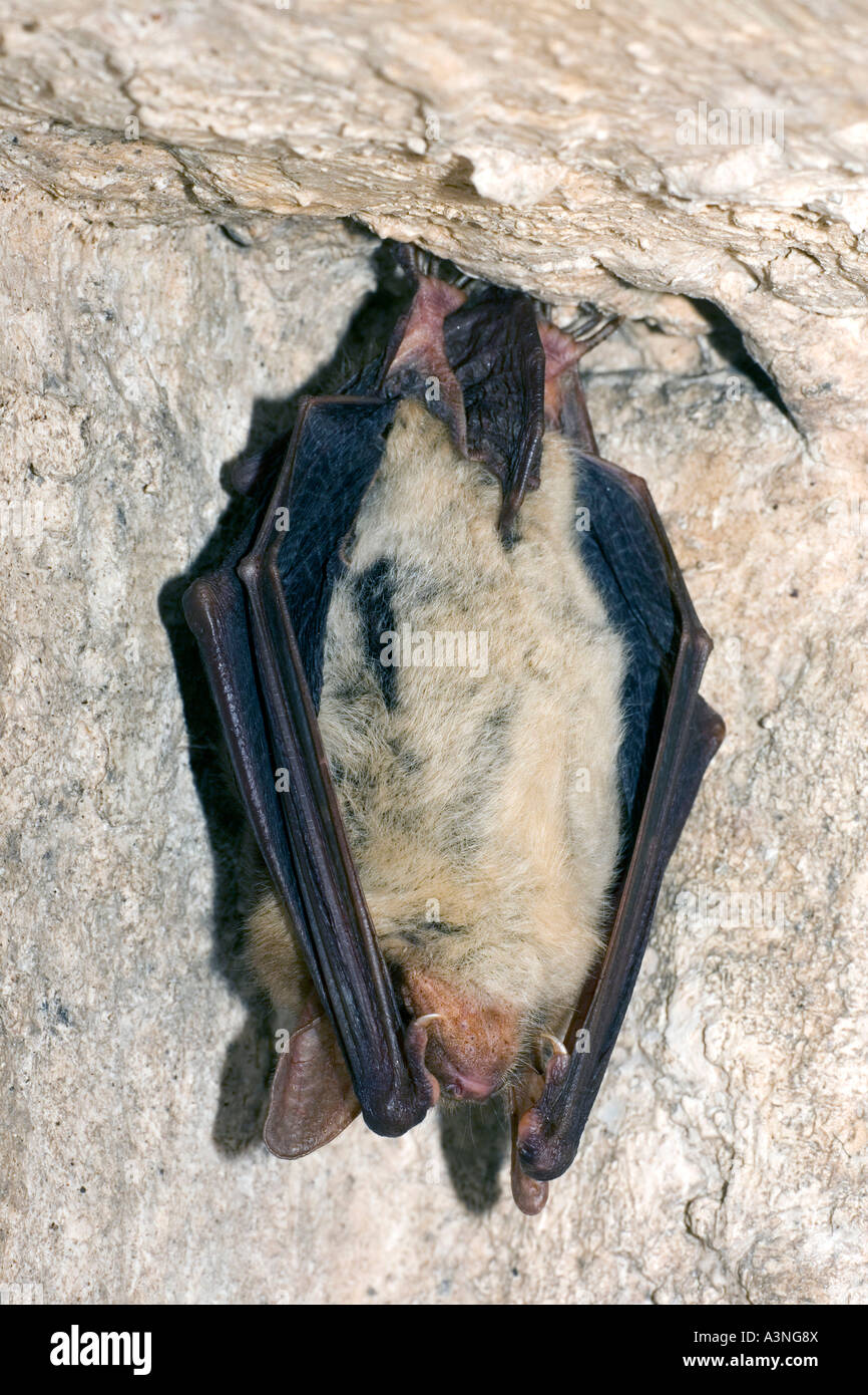 Greater Mouse-eared Bat Stock Photo - Alamy