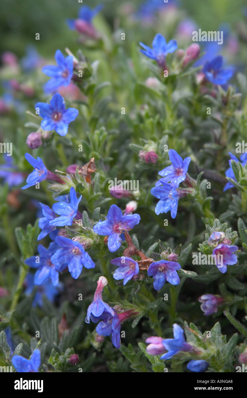 Blue Lithodora Diffusa High Resolution Stock Photography and Images - Alamy