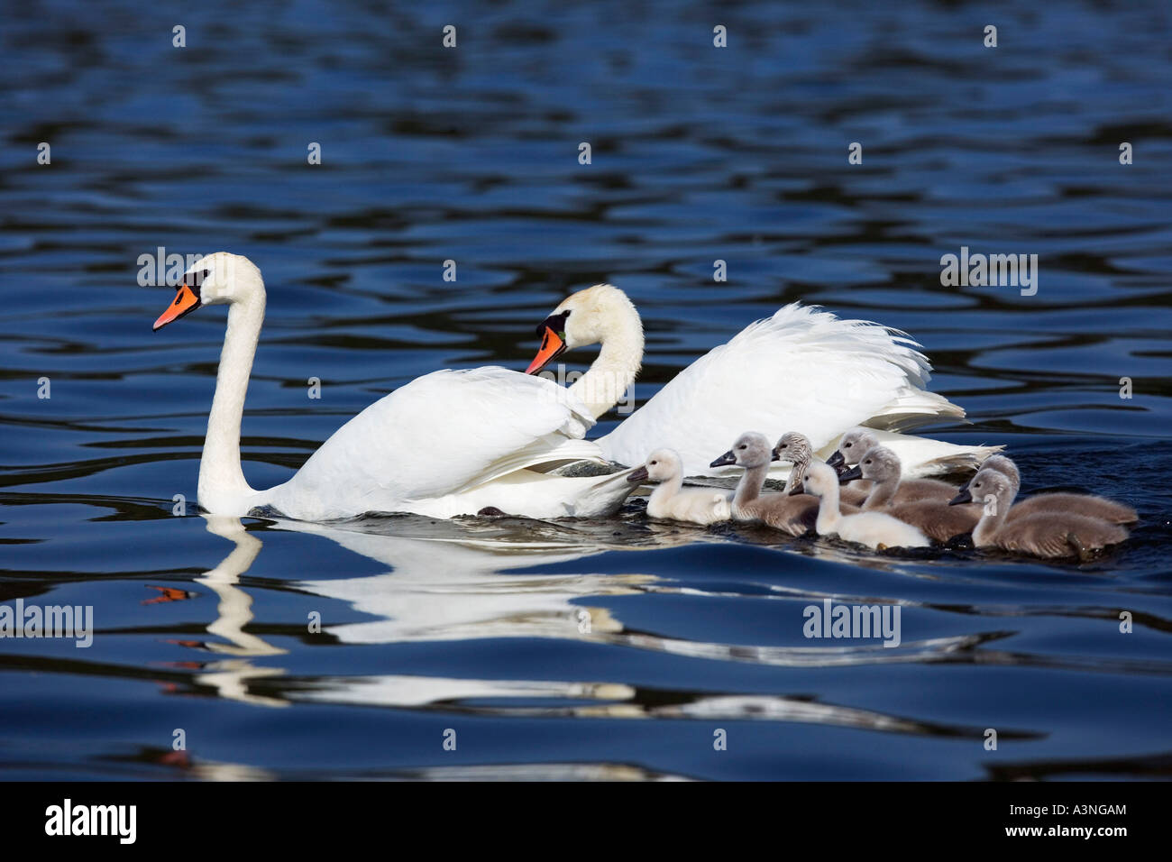 Ten swans hi-res stock photography and images - Alamy