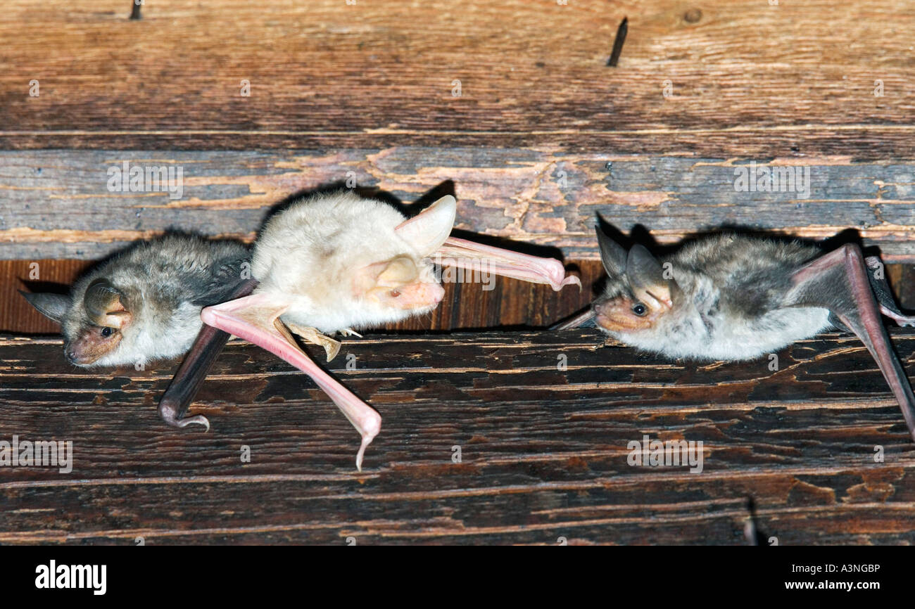 Greater Mouse-eared Bat Stock Photo - Alamy