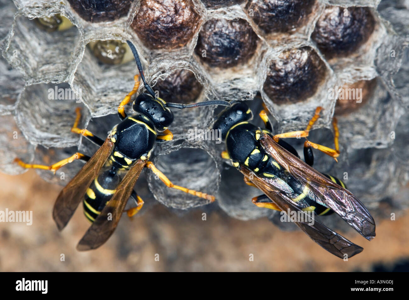 Paper polistes gallicus wasps hi-res stock photography and images - Alamy