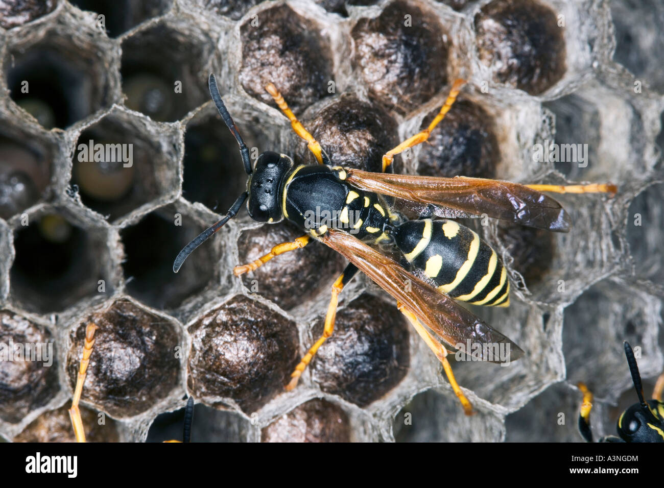 Paper Wasp Stock Photo - Alamy