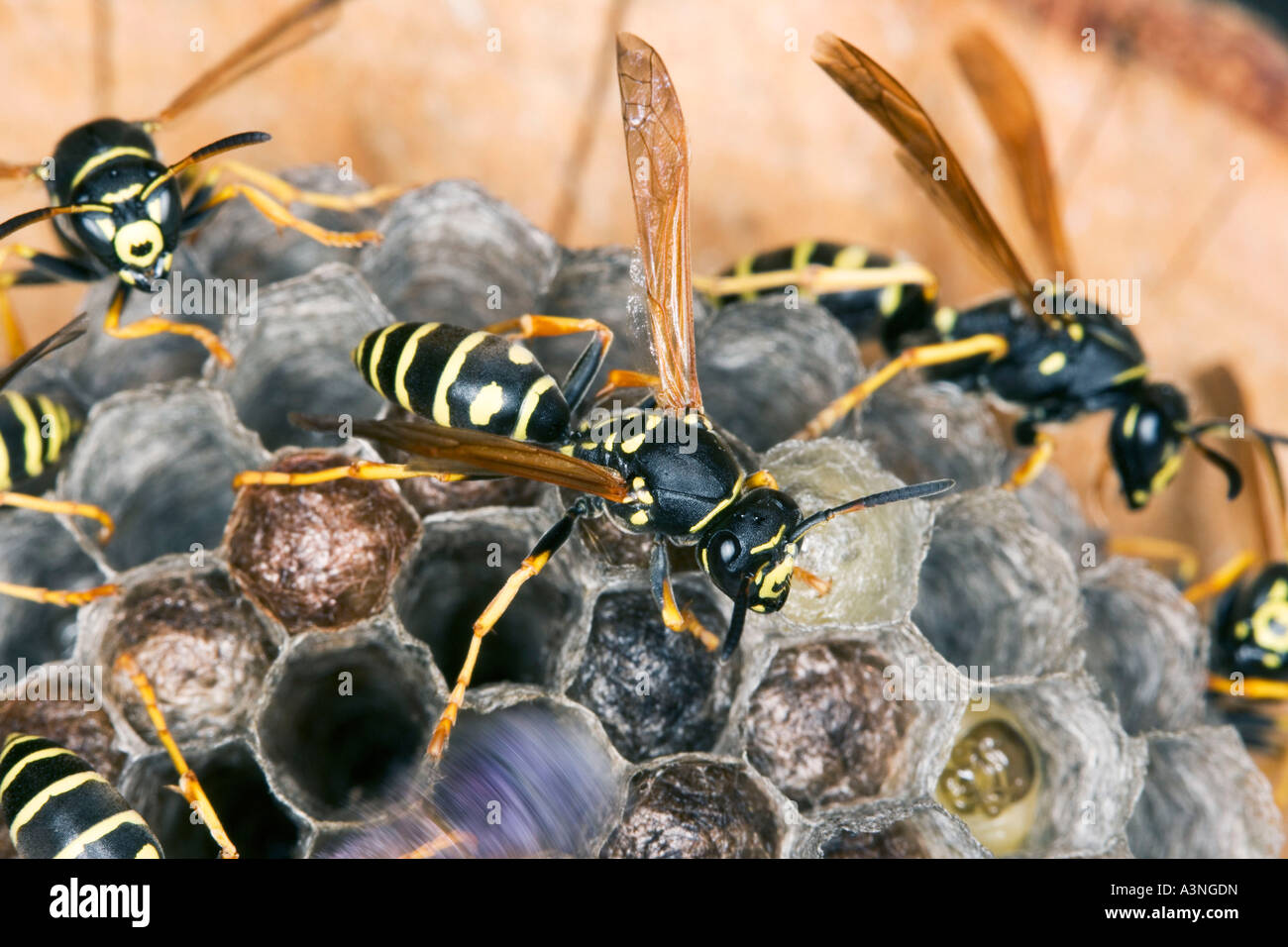 Paper Wasp Stock Photo - Alamy