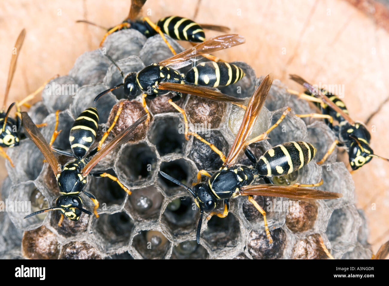 Paper Wasp Stock Photo - Alamy
