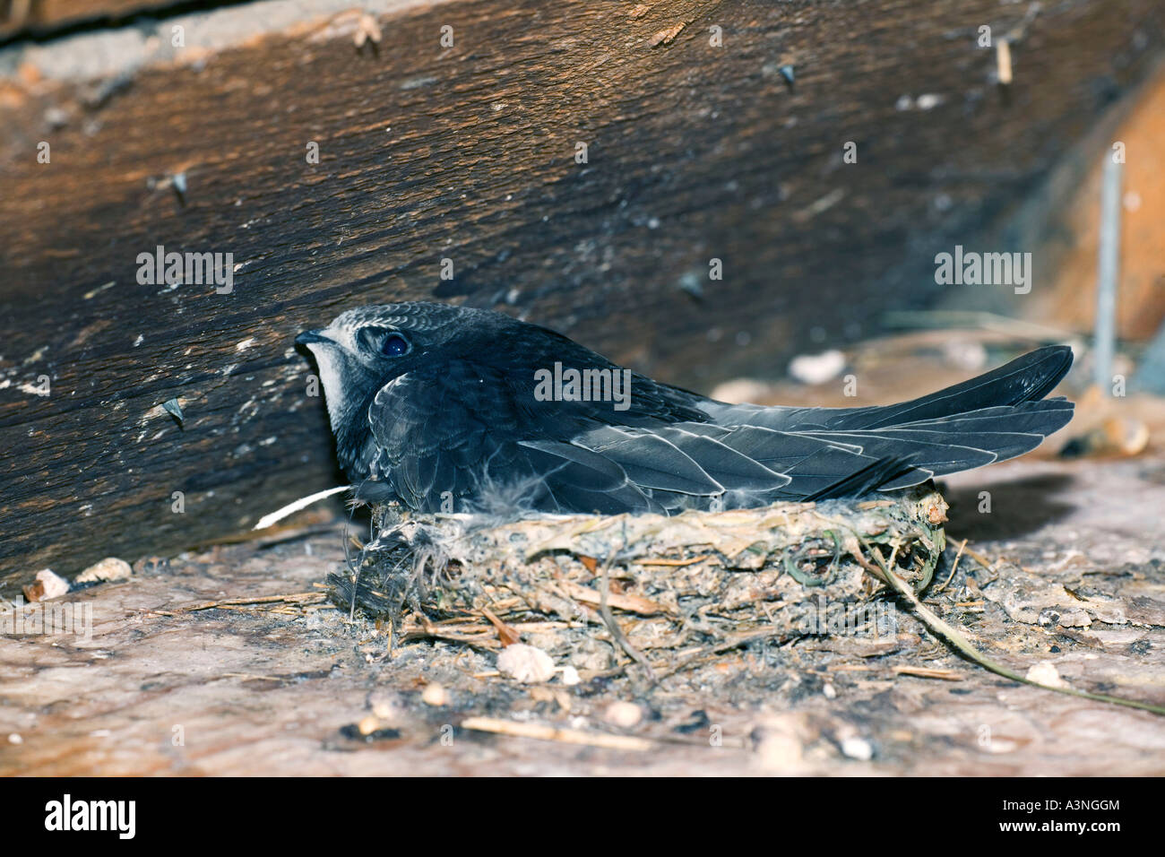 Swift bird and nest hi-res stock photography and images - Alamy