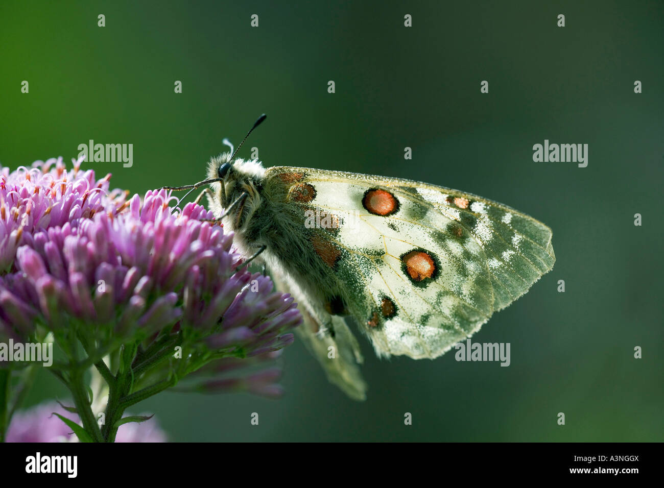 Phoebus apollo parnassius hi-res stock photography and images - Alamy