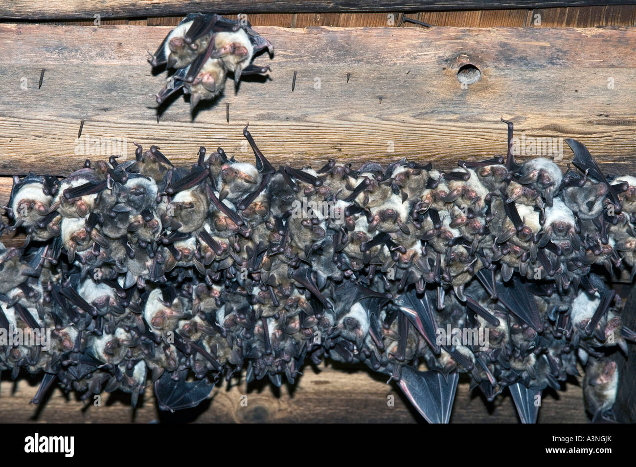 Greater Mouse-eared Bat Stock Photo - Alamy
