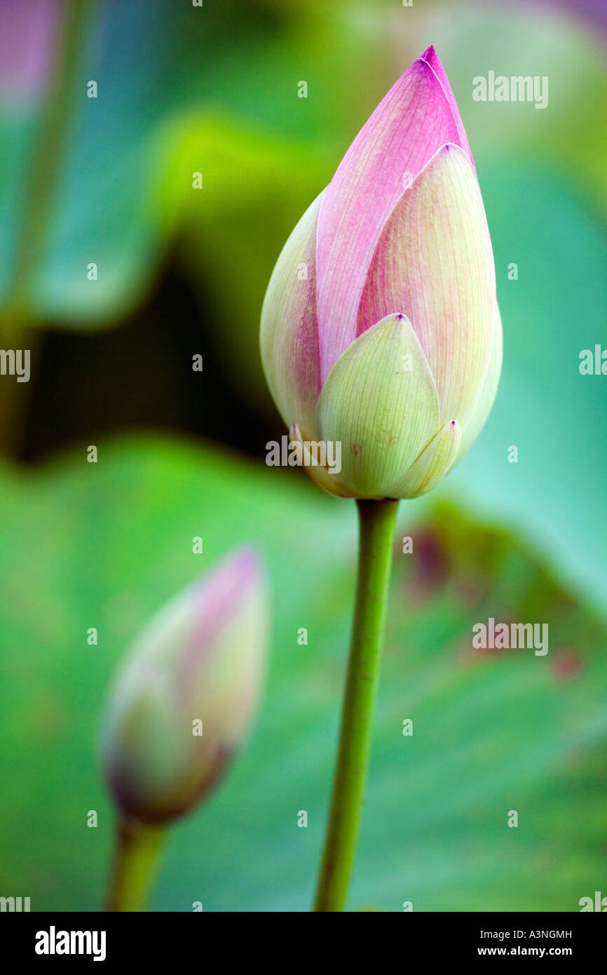 East Indian Lotus Stock Photo - Alamy